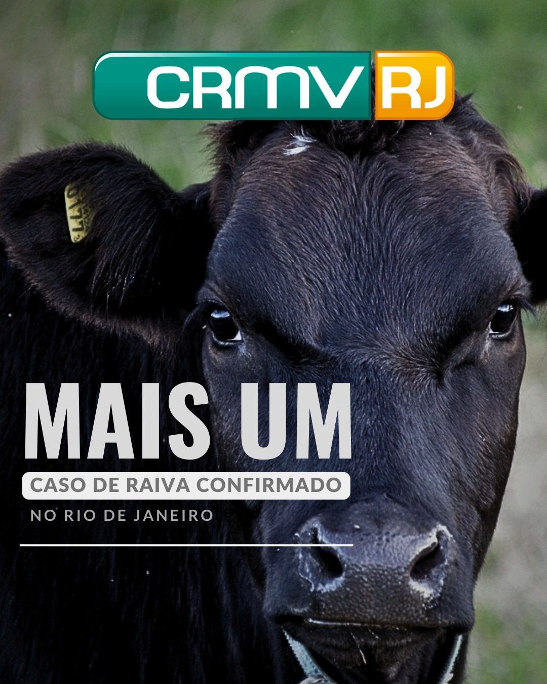 Mais um caso de Raiva animal confirmado no Rio de Janeiro – CRMV-RJ